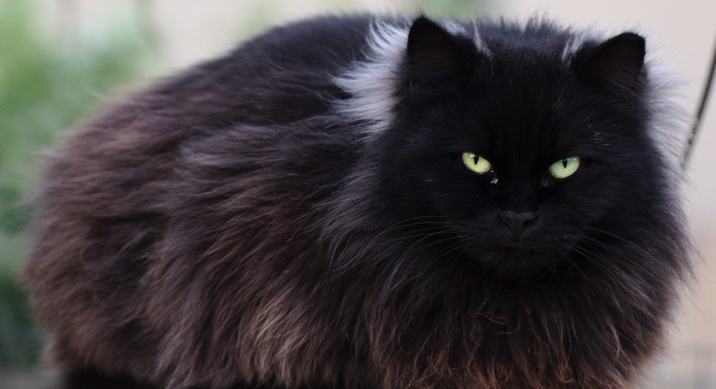 11 Quirky Cat Behaviors, Decoded | Thrive Market