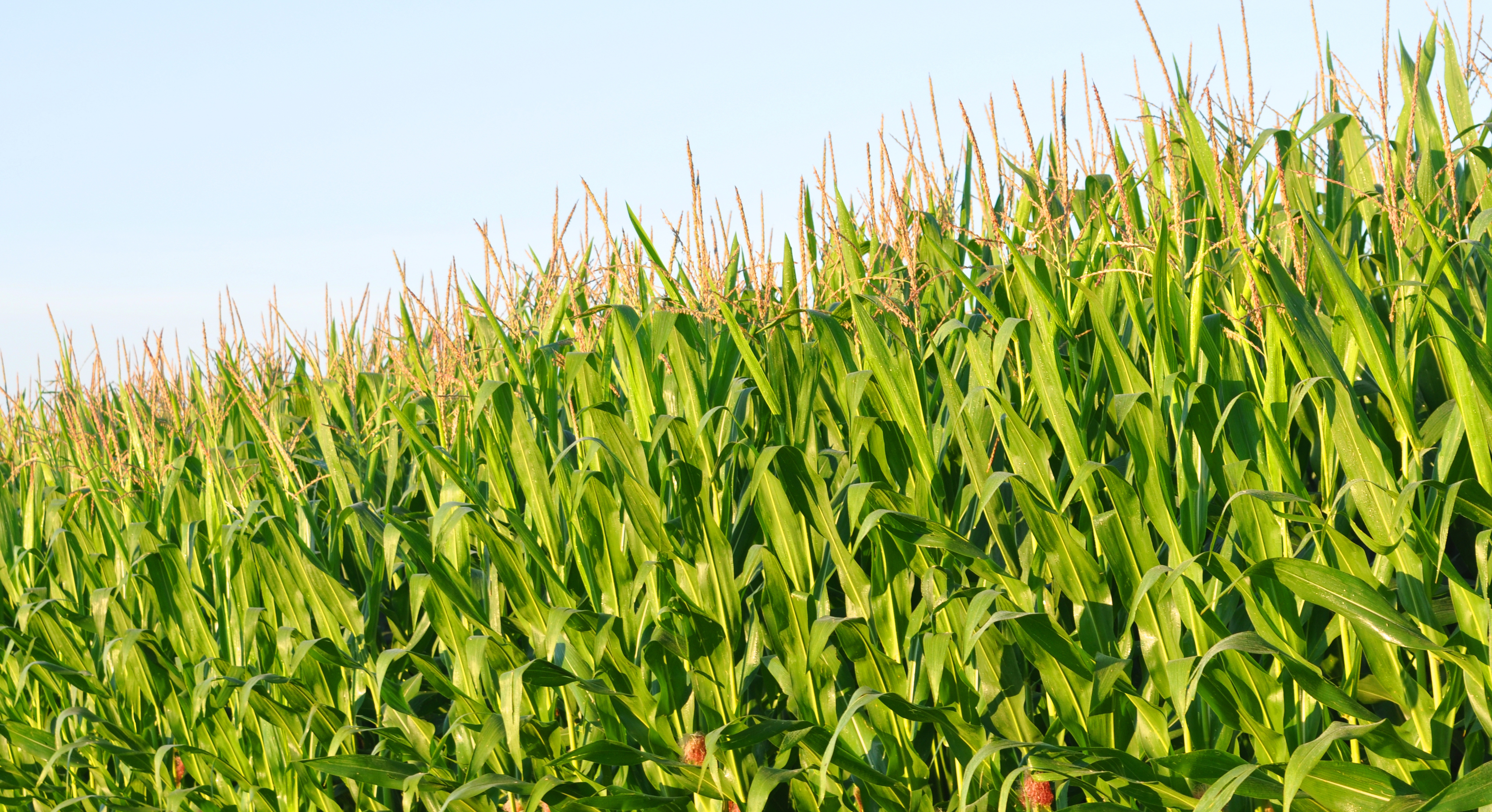 The Simple Reason Junk Food Is So Cheap | Thrive Market