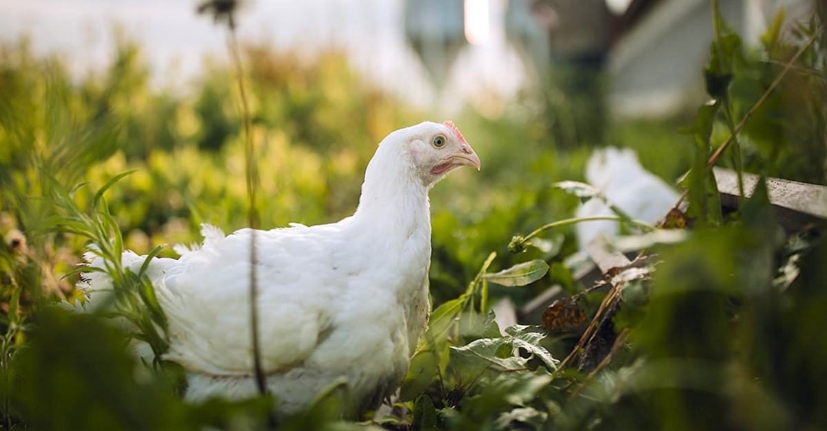 Spotlight On: Thrive Market Chicken | Thrive Market