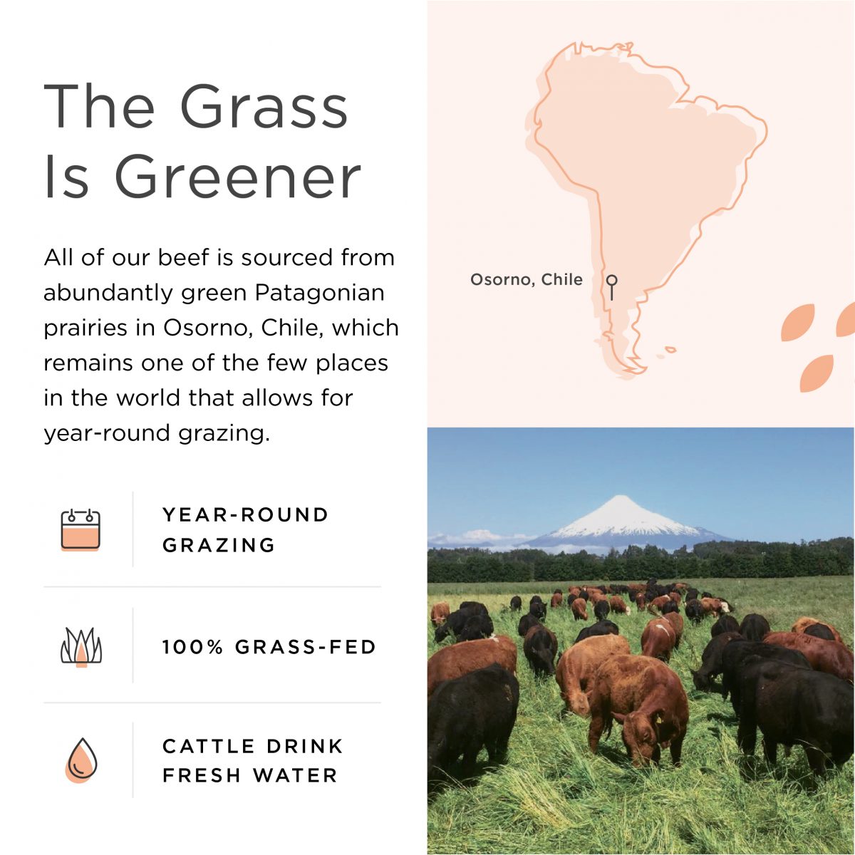 Spotlight On: Thrive Market Beef