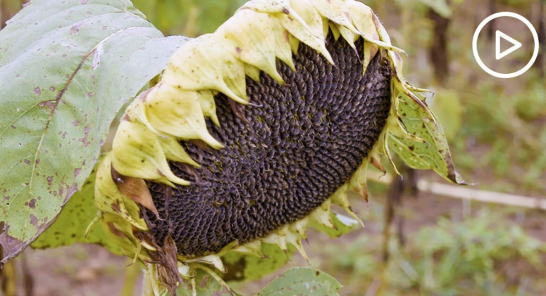 9 Ways to Use Duck Fat When Cooking - Thrive Market