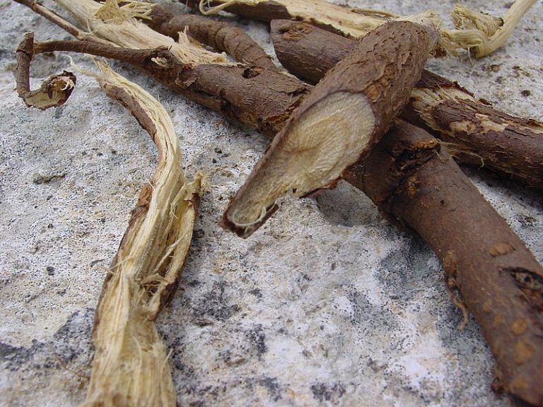 9 Healthy Medicinal Roots & Plants For What Ails You | Thrive Market