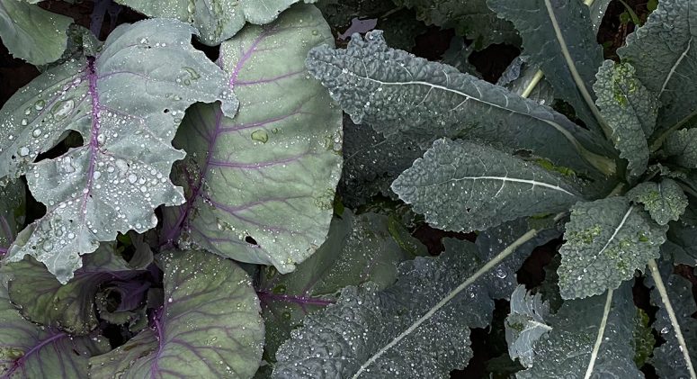 Seasonal Produce Guide: Your Month-by-Month Farmers’ Market Plan ...