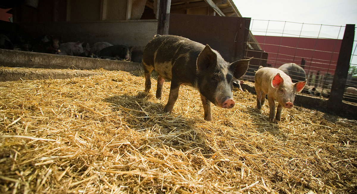 Thrive Market’s New Organic Pork Program Puts Animal Welfare First ...