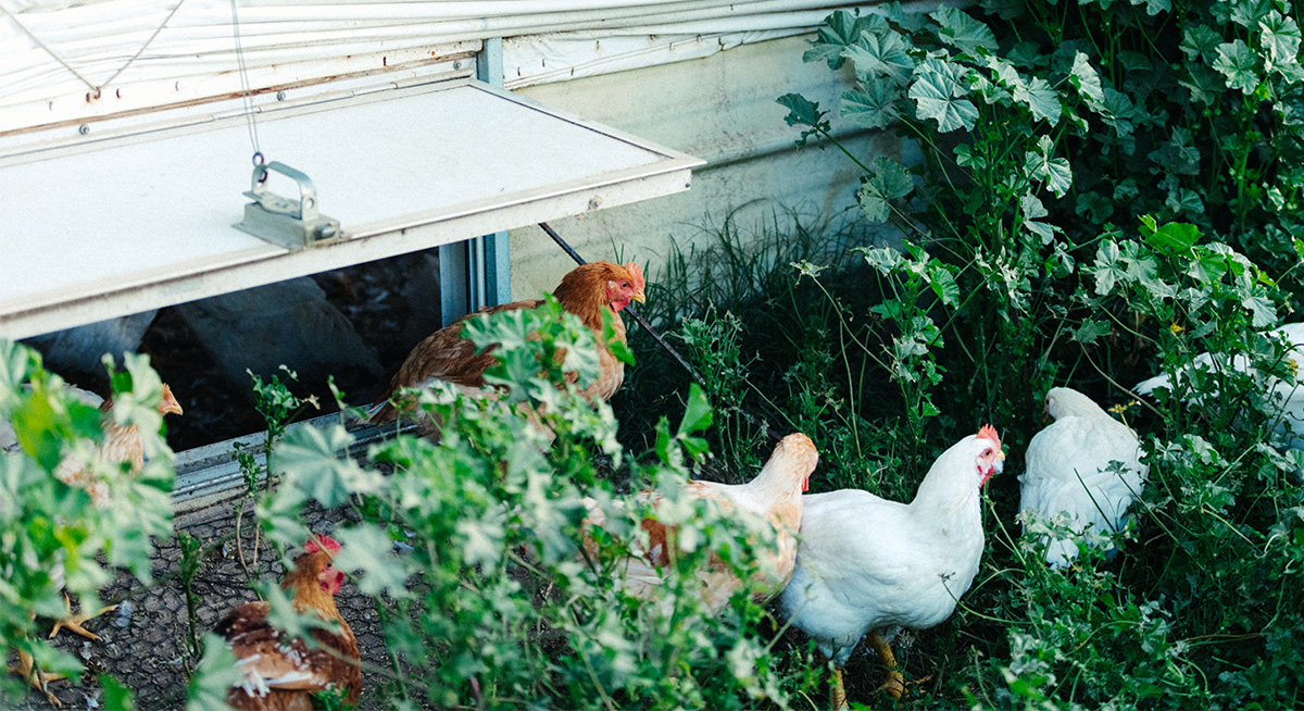 How a Family-Run Farm Nurtures its Animals and its Community | Thrive ...