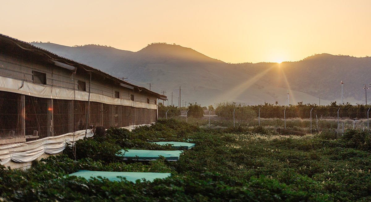 How a Family-Run Farm Nurtures its Animals and its Community | Thrive ...