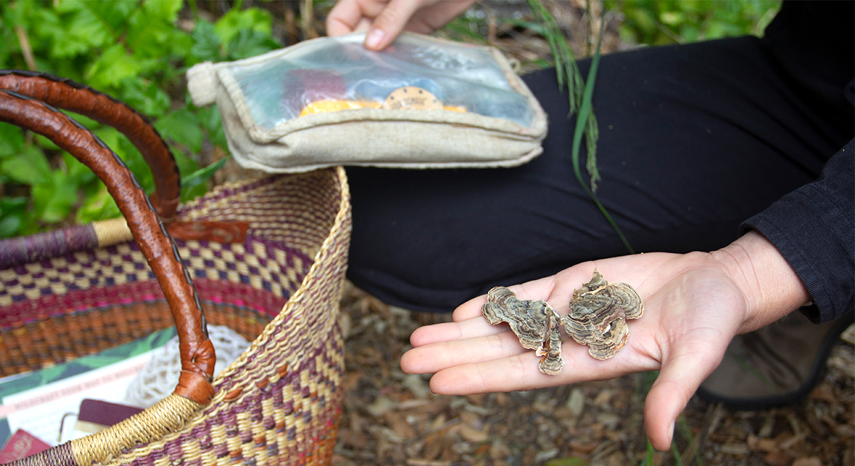 What Is Foraging? Start With These 5 Tips from Four Sigmatic | Thrive ...