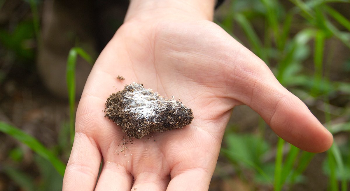 What Is Foraging? Start With These 5 Tips from Four Sigmatic | Thrive ...