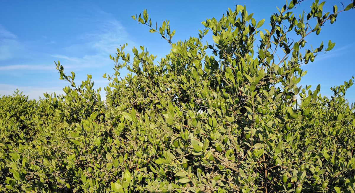 How Ethical Sourcing Makes the Best Facial Oils | Thrive Market