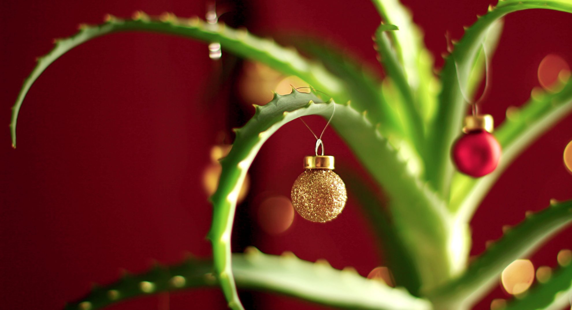 Sustainable Holiday Tips for Reducing Waste & More | Thrive Market