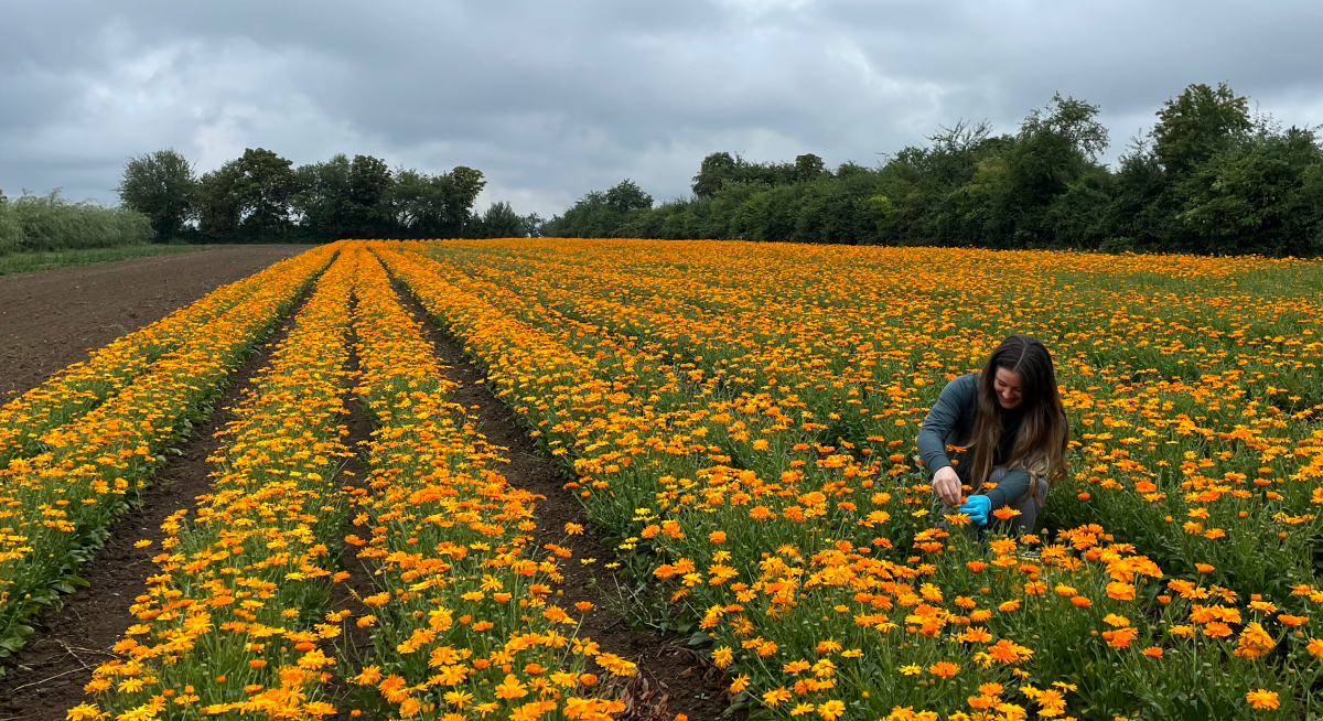 A Trip to Weleda's Biodynamic Gardens in Germany | Thrive Market